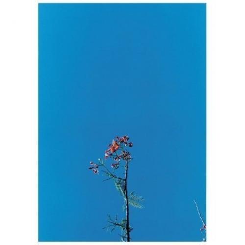 Collen - Letra - Joanna Newsom - Musica.com